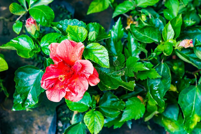 Red jaba flower stock image. Image of flowers, blossom - 39524789