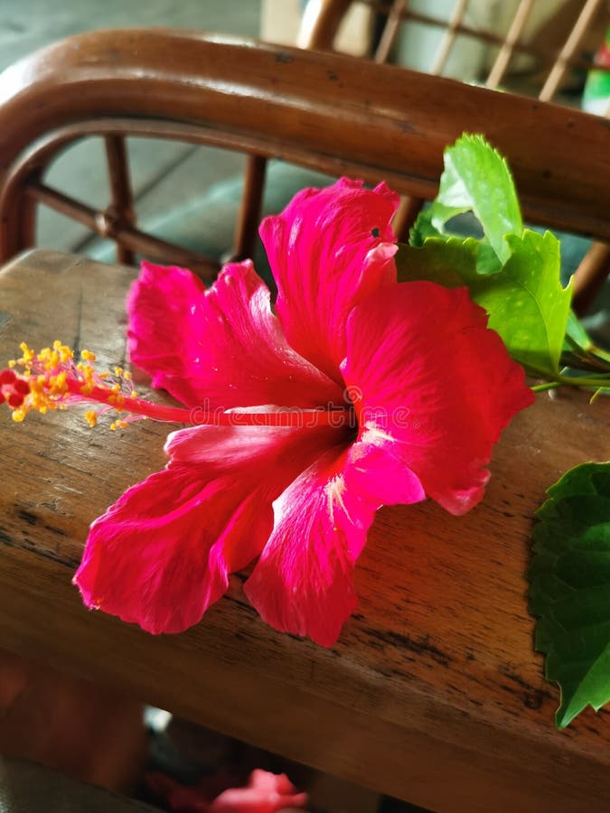 Red Hibiscus or Joba Flower Stock Image - Image of yellow, leaf: 179389805