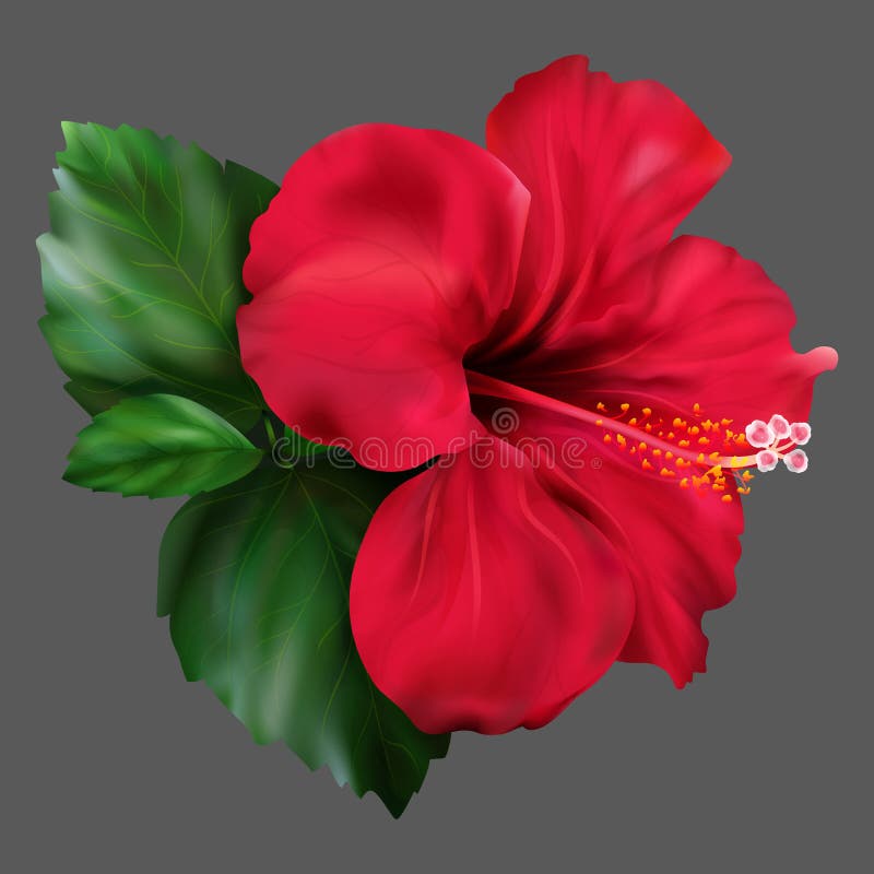 Red Hibiscus Karkade Tropical Exotic Flower Plant Stock Illustration ...