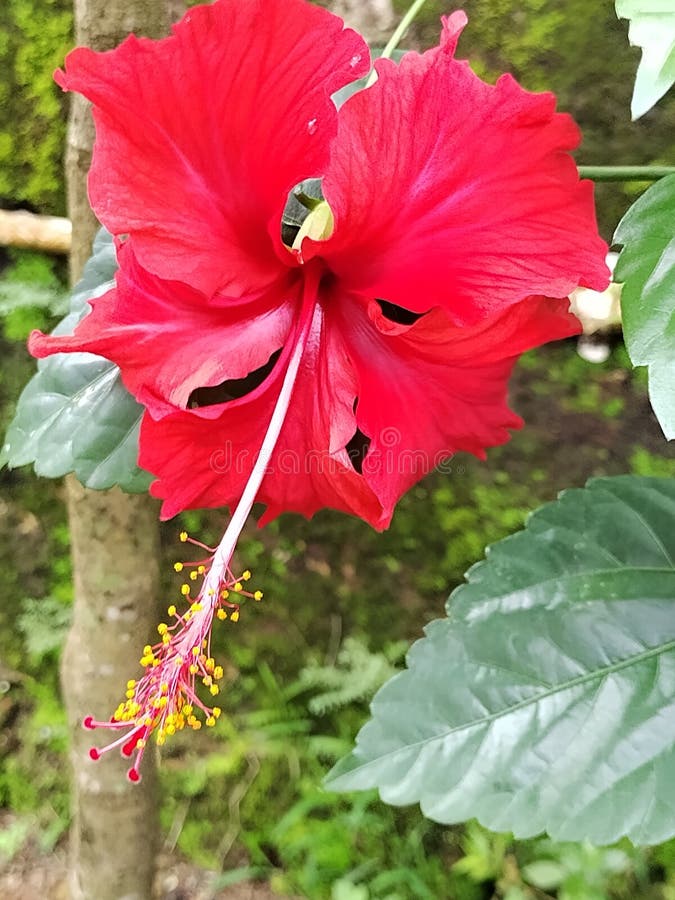 Red hibiscus stock image. Image of leaf, nature, garden - 256098669