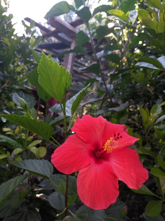 Red Hibiscus with Nature Background Stock Photo - Image of hawaii ...