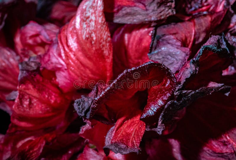 Red Hibiscus Petals, Abstract Pattern Stock Image - Image of close ...