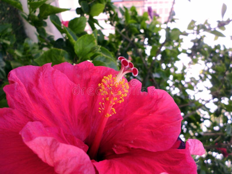 Red Hibiscus stock image. Image of colorful, called, branch - 96197499