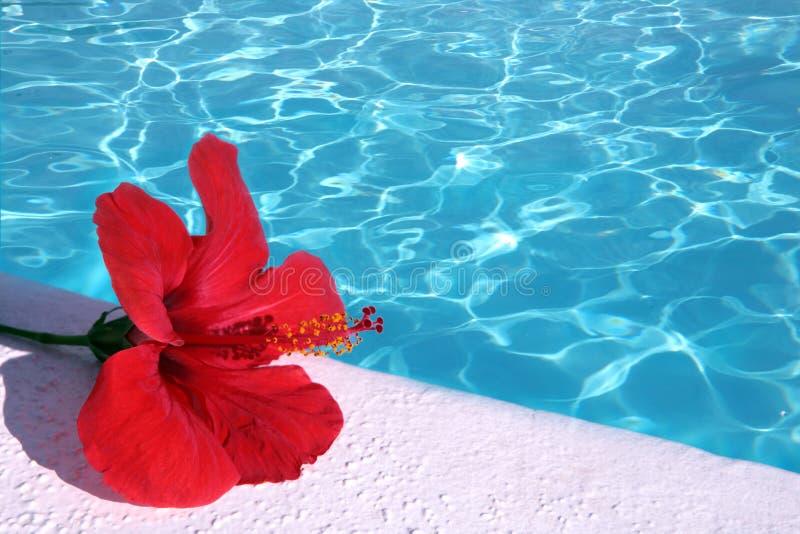 Red hibiscus by Pool stock photo. Image of luxury, relax - 9700076