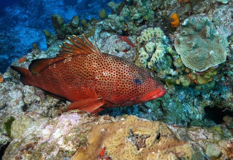 Red Hind Resting on a Coral Reef - Cozumel Stock Photo - Image of fish ...
