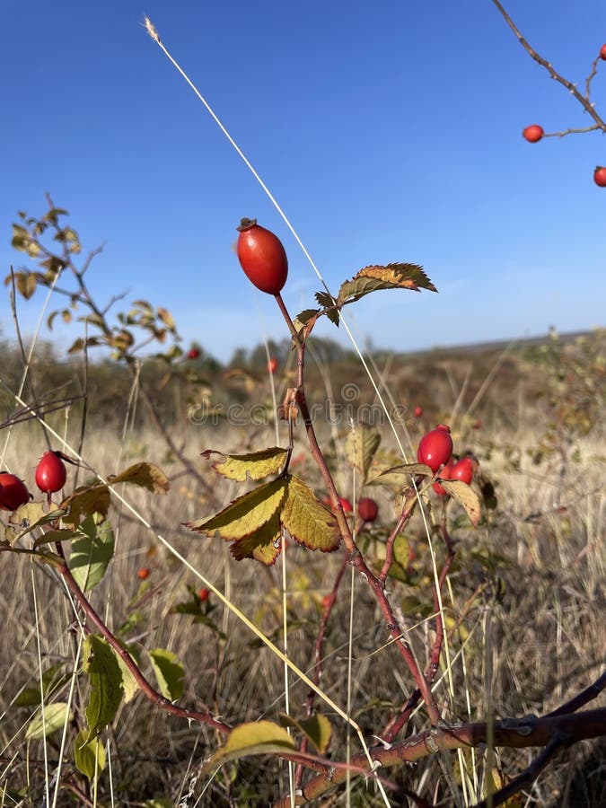 Red hip stock image. Image of field, rose, blue - 332766757