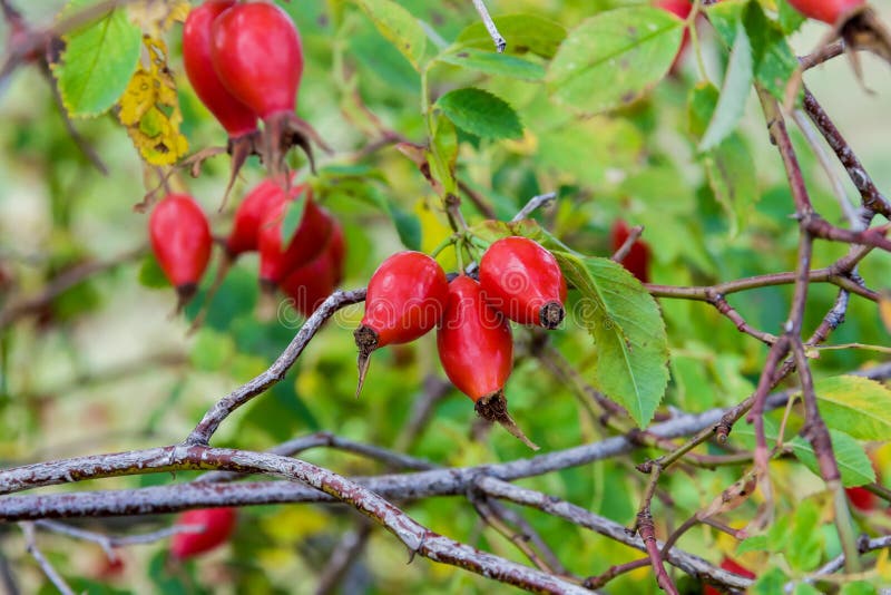 Red hips on a bush stock photo. Image of canina, natural - 165970476