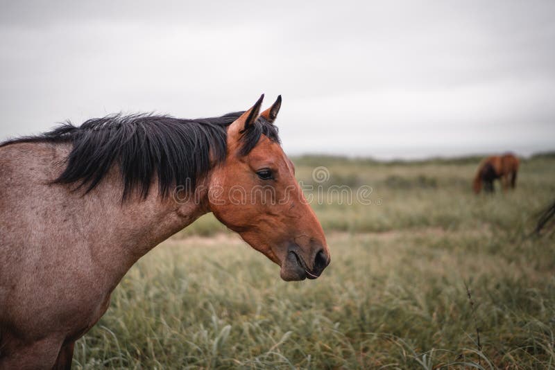 Hoarse Horse stock photo. Image of hoarse, handsome - 151355652