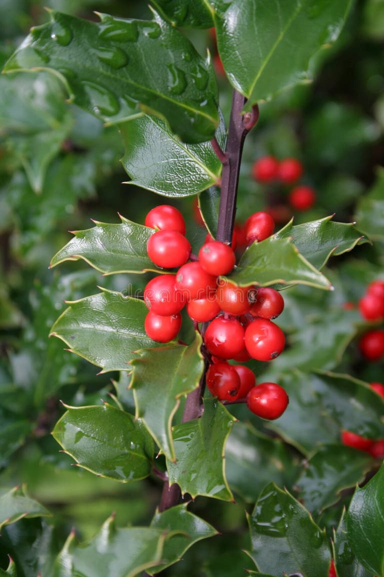 545 Holly Hedge Stock Photos - Free & Royalty-Free Stock Photos from ...