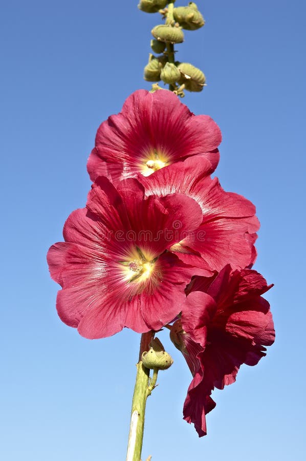 Red Hollyhock stock image. Image of meadow, botany, detail - 26186067