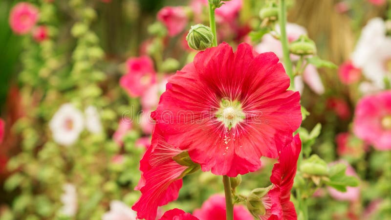 Red Hollyhocks Flower in a Garden Stock Photo - Image of plant, bright ...
