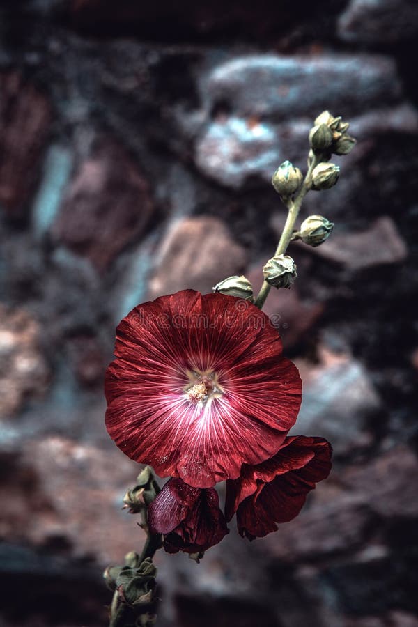 Red Hollyhocks in Front of Stone Wall Stock Image - Image of closeup ...