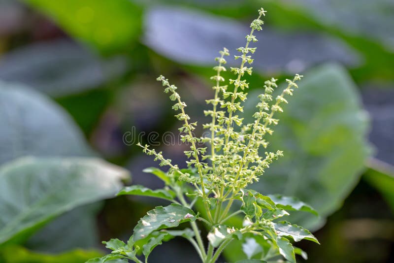 Red holy basil stock image. Image of leaf, flora, herb - 247829095
