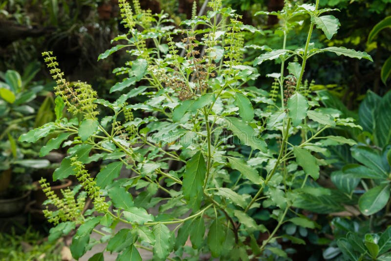 Rama Tulsi stock image. Image of black, artistic, botanical - 8056717