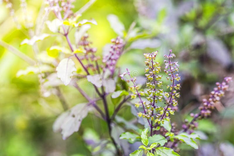Red holy basil or Basil stock photo. Image of phat, natural - 154930622