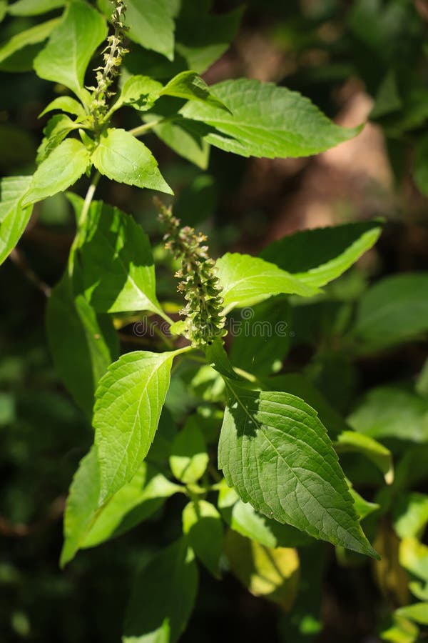 Red holy basil or Basilq stock photo. Image of essential - 85412612