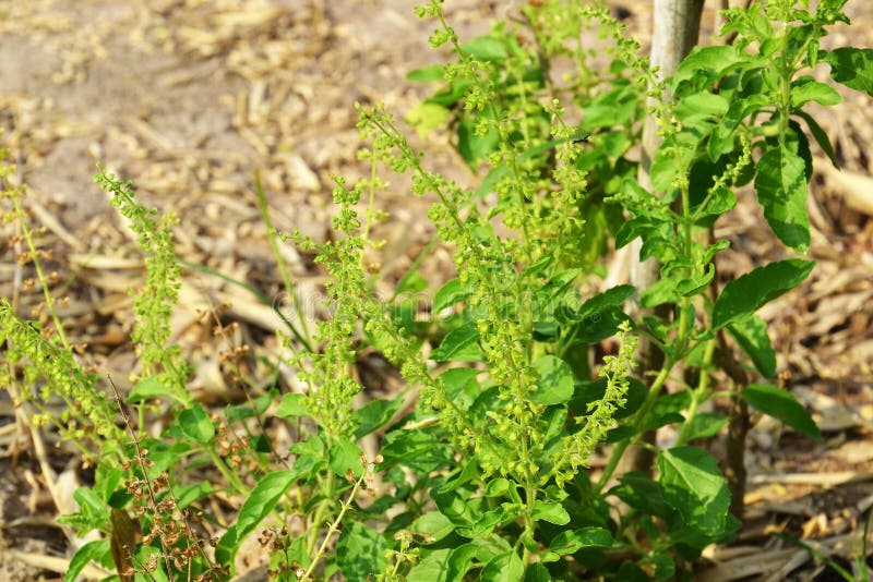 Red holy basil or basil stock photo. Image of natural - 183528522