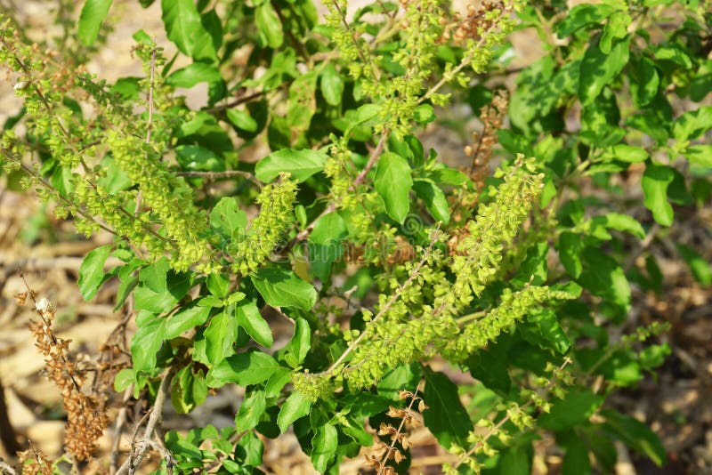 Red holy basil or basil stock image. Image of harvest - 183528531