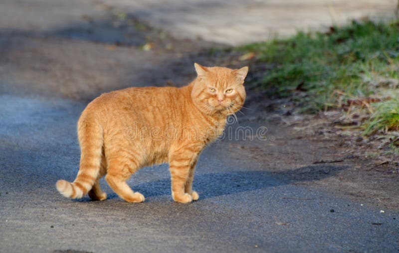 Red Homeless Cat on a Street Stock Photo - Image of feline, face: 112519208