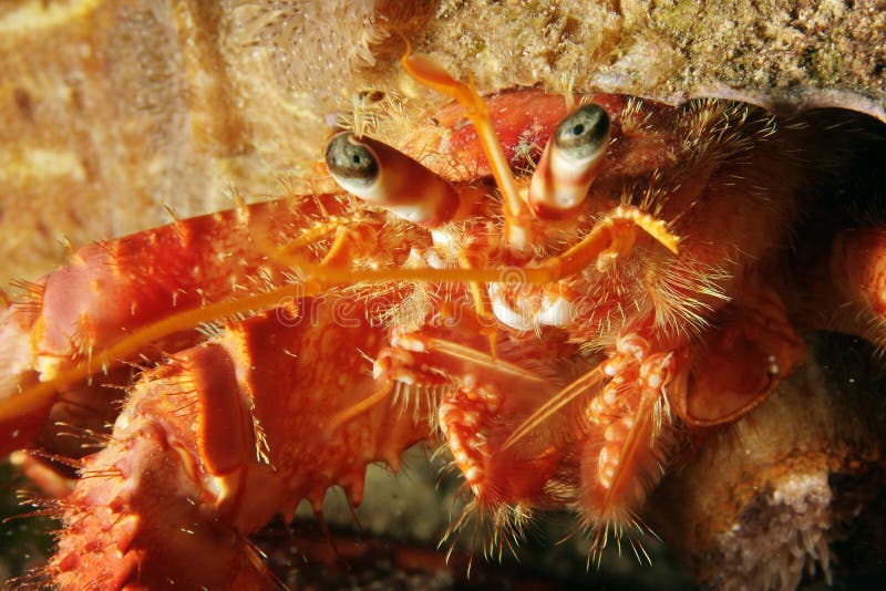 Norway King Crab - Lithodes Maja Stock Image - Image of crab, life: 8969289