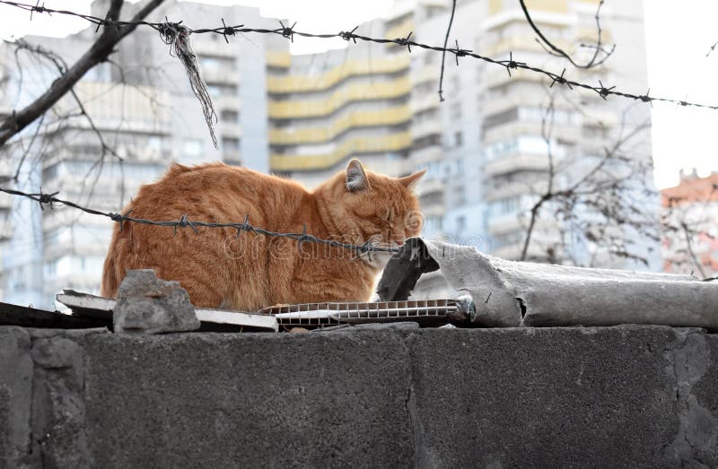 Red Homless Cat Behind Barbed Wire Stock Image - Image of healthy ...