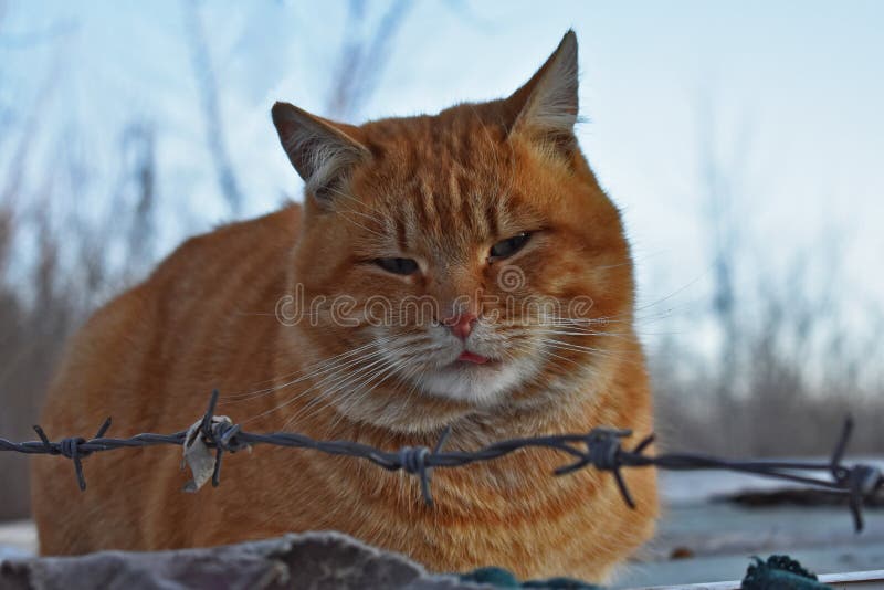 Red Homless Cat Behind Barbed Wire Stock Image - Image of ground ...