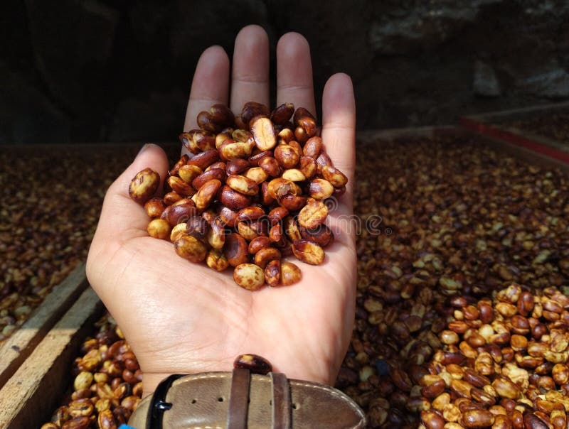 Red Honey Coffee Process stock photo. Image of snack - 262879226