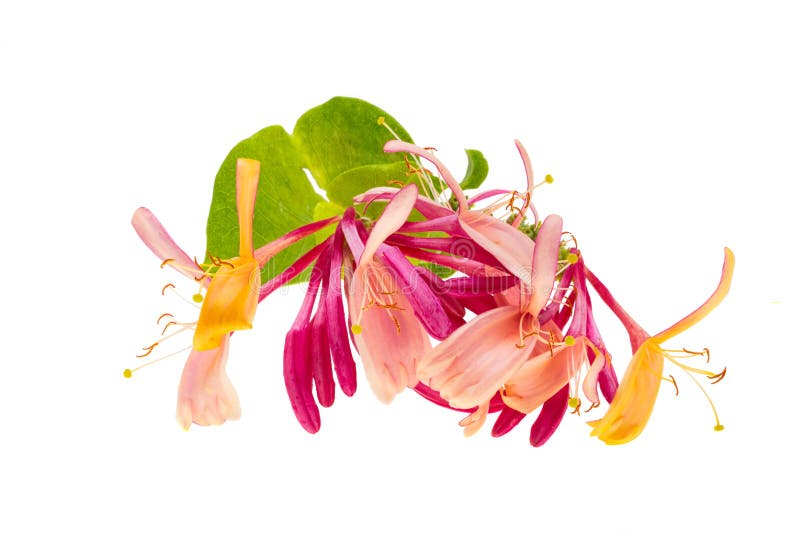 Red Honeysuckle Flower Isolated Stock Image - Image of single, leaf ...