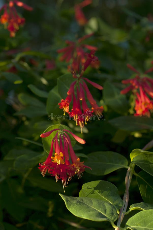Red Honeysuckle in Green Foliage Stock Image - Image of green, hanging ...