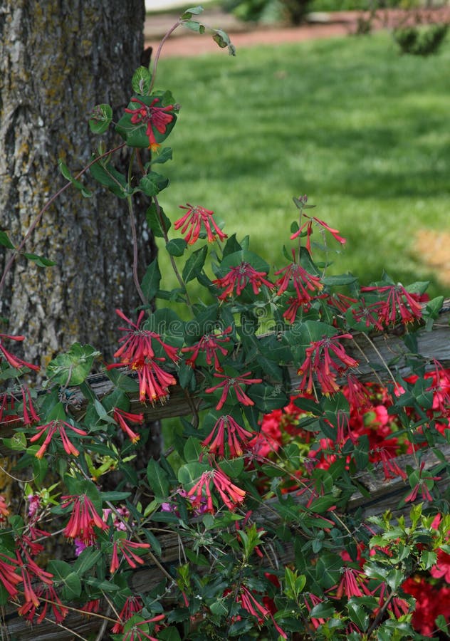 8+ Red honeysuckle Free Stock Photos - StockFreeImages