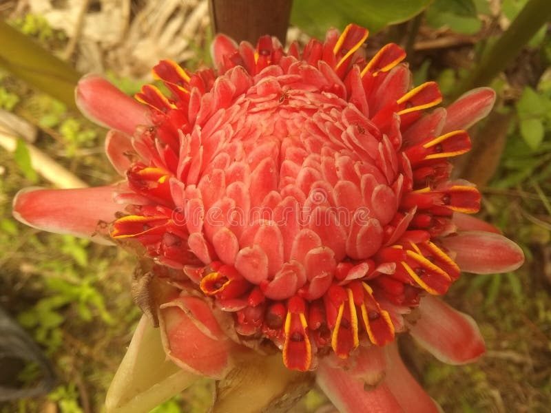 Kecombrang or Honje Flowers Stock Photo - Image of food, kinds: 288582196