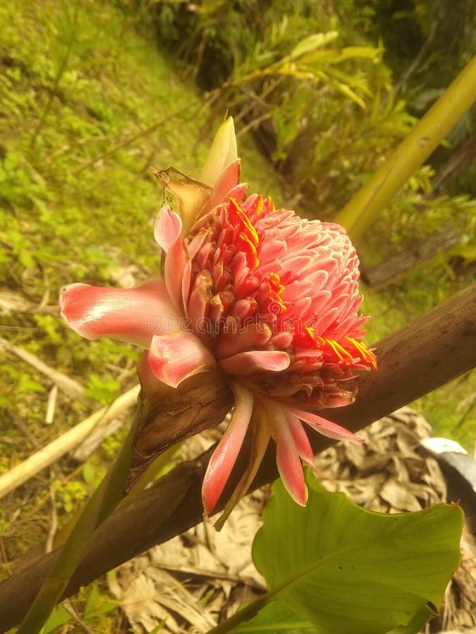 Red Honje Flower Blushing Background Stock Photo - Image of yellow ...