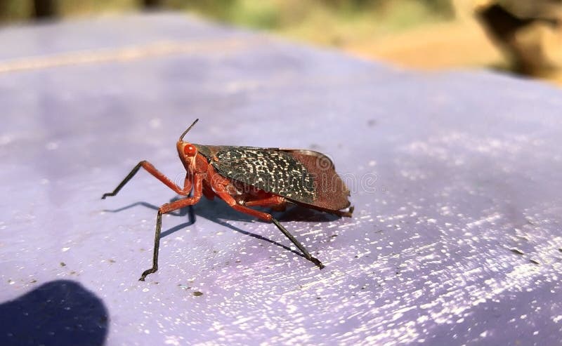 Angry Hopper Stock Photos - Free & Royalty-Free Stock Photos from ...