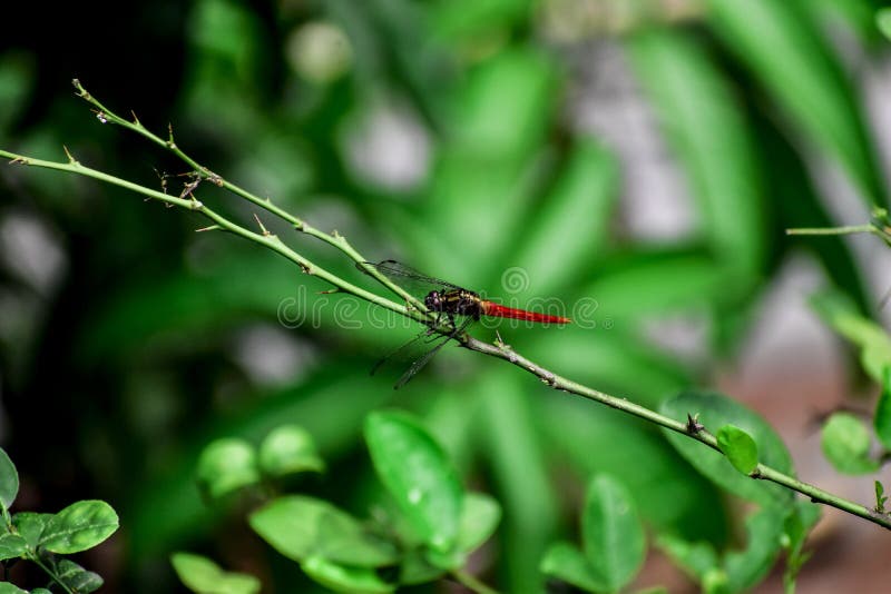 Red Hopper rest stock image. Image of invertebrate, creature - 157077747