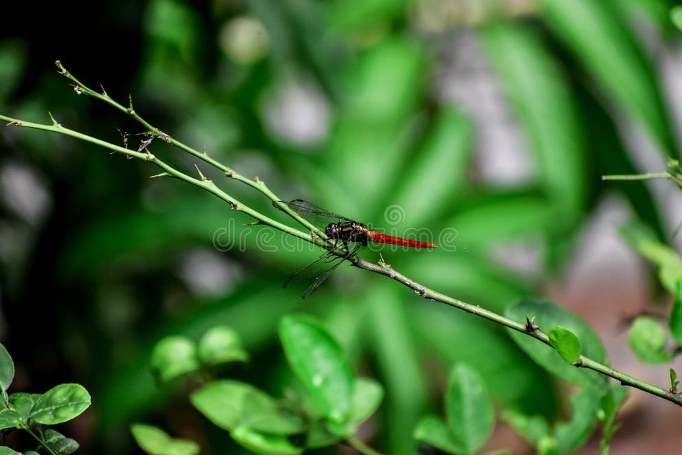Red Hopper rest stock image. Image of invertebrate, creature - 157077747
