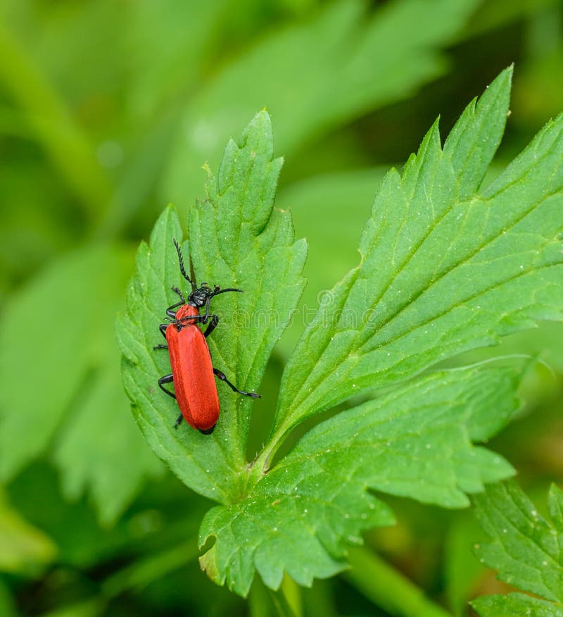 Red horn beetle on a leaf stock photo. Image of horror - 168013546