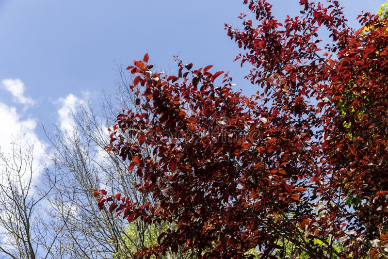 Red Hornbeam Foliage in Windy Weather in Spring Park Stock Photo ...