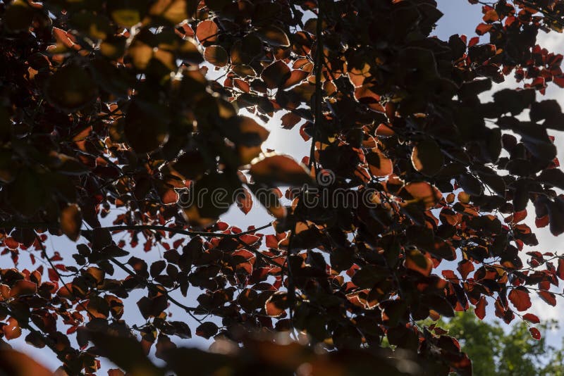 Red Hornbeam Foliage in Windy Weather in Spring Park Stock Photo ...