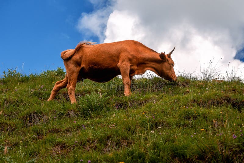 A Red Horned Cow Walks and Eats Grass on a Green Slope. Stock Photo ...