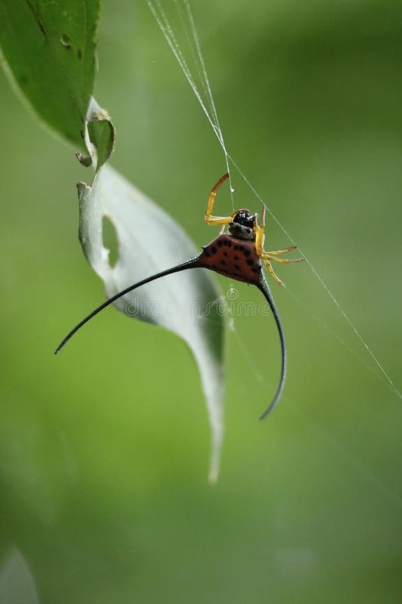 Horned spider stock photo. Image of damselfly, invertebrate - 250900286