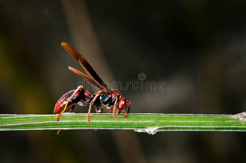 Red Hornet Wasp stock image. Image of black, venomous - 27857323