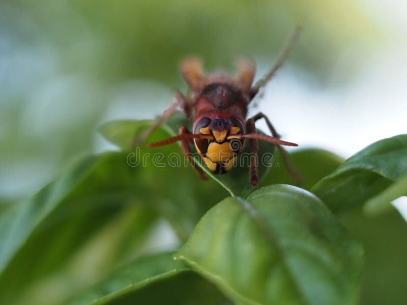 Red Hornet Wasp on Green Leaf Stock Photo - Image of nest, black: 193096978