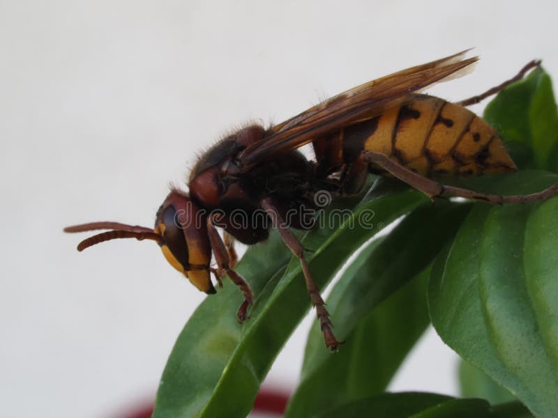 Red Hornet Wasp on Green Leaf Stock Photo - Image of wild, closeup ...