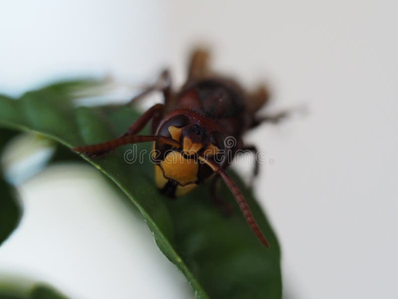 Red Hornet Wasp on Green Leaf Stock Photo - Image of closeup, garden ...