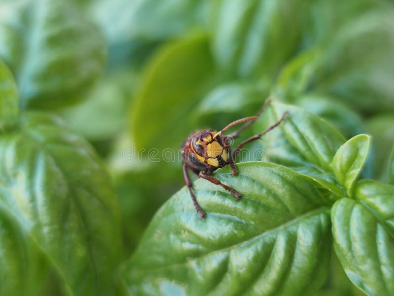 Red Hornet Wasp on Green Leaf Stock Photo - Image of wildlife, striped ...