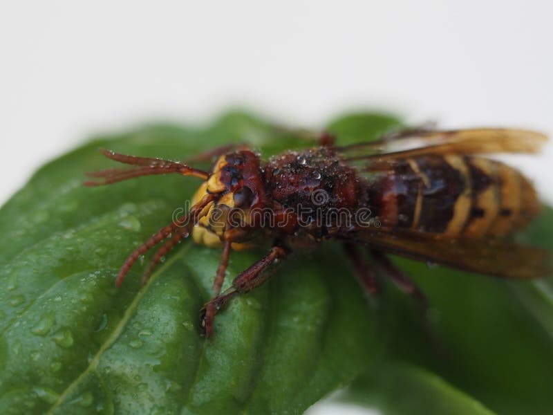 Red Hornet Wasp on Green Leaf Stock Photo - Image of wildlife, striped ...