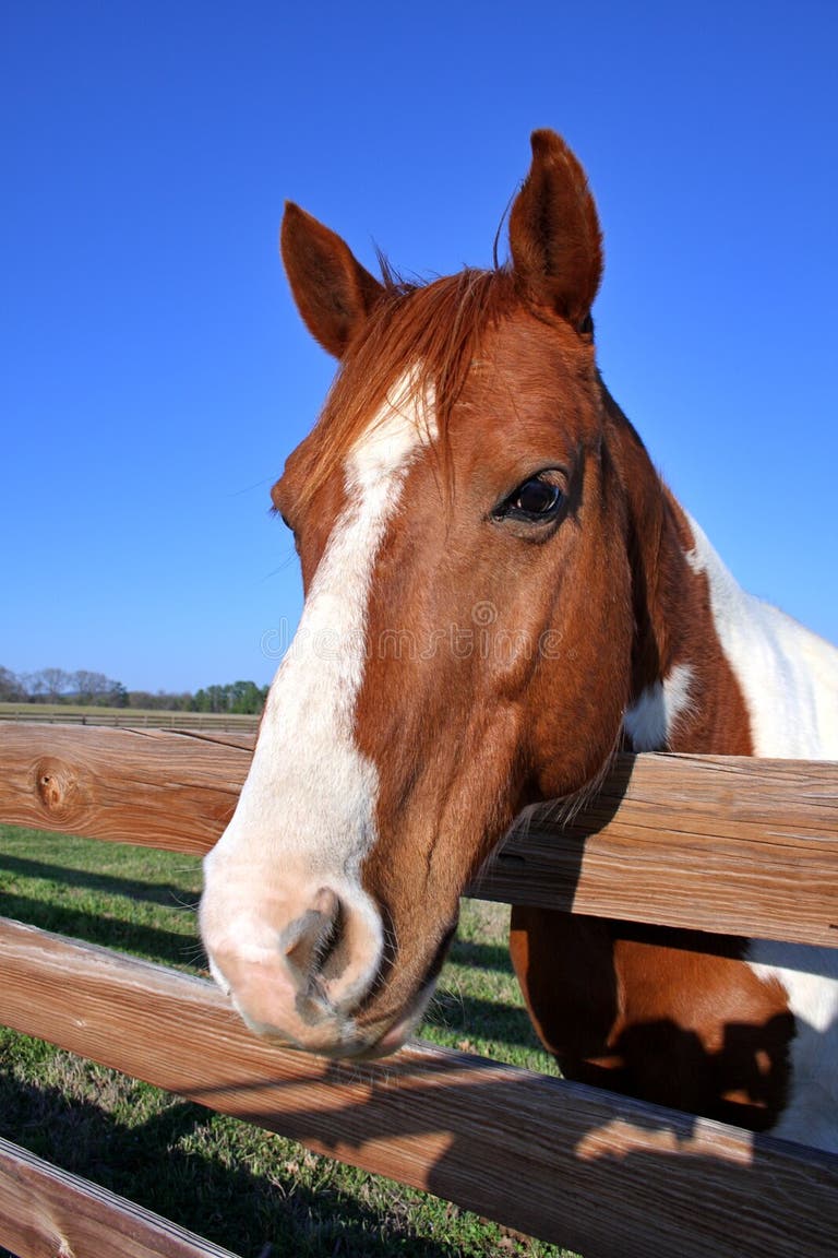 8,284 Red Horse Rider Stock Photos - Free & Royalty-Free Stock Photos ...
