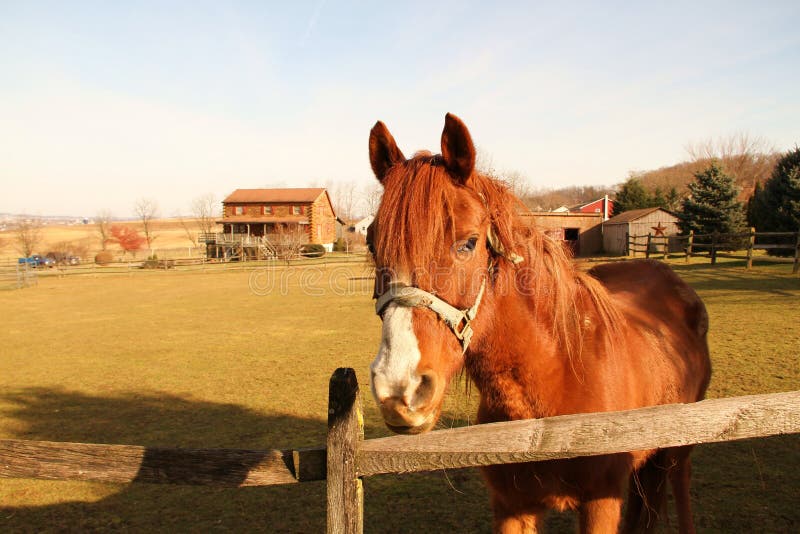 Red horse stock photo. Image of winter, horse, house - 13120608