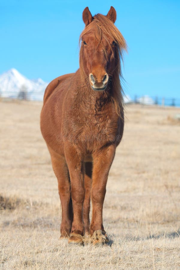 Red horse stock photo. Image of stallion, field, ranch - 16992598