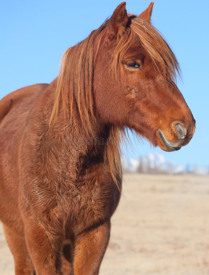 Red horse stock photo. Image of horse, orange, mountain - 17108472